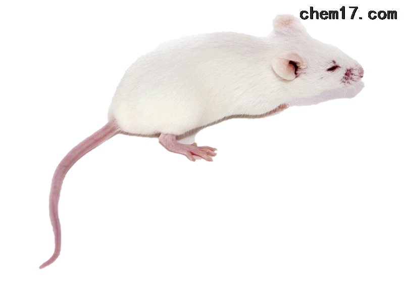 BALB/C-1 BALB/C小鼠-化工仪器网